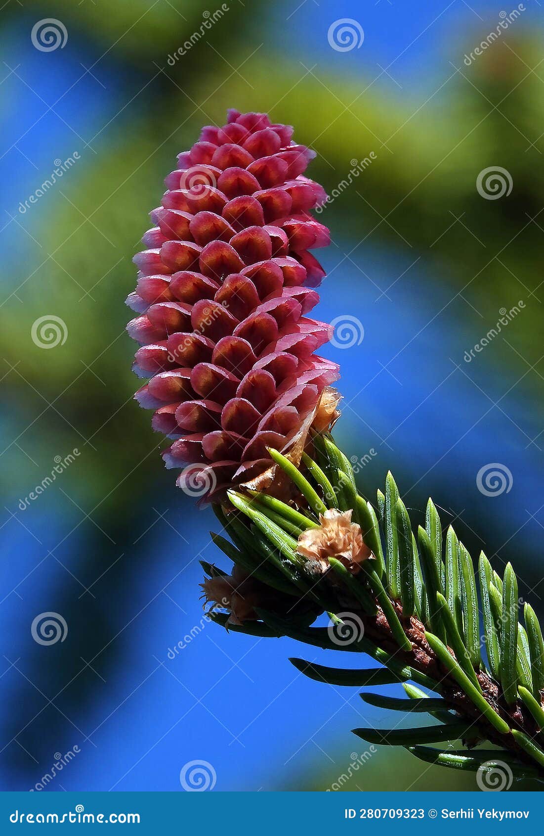 Clusters of Cones on a Coniferous Tree Stock Image - Image of young ...