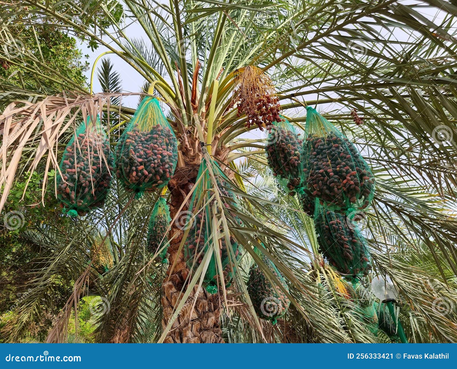 Clusters of Dates on a Palm Tree in Abu Dhabi, UAE. Stock Image - Image ...