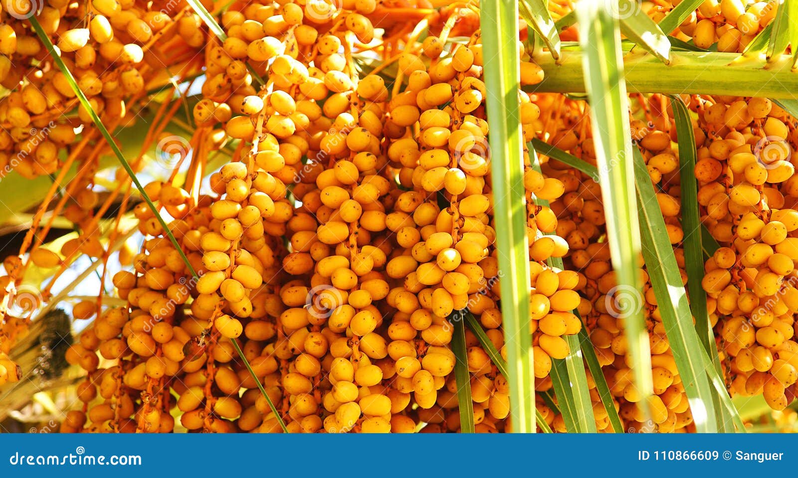 Clusters of Dates in a Palm Tree of Lanzarote Stock Image - Image of ...