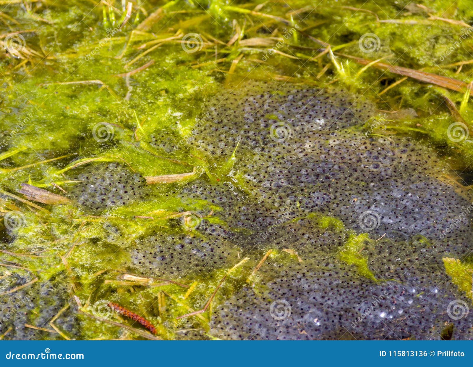 Clusters of frog spawn stock photo. Image of jelly, riparian - 115813136