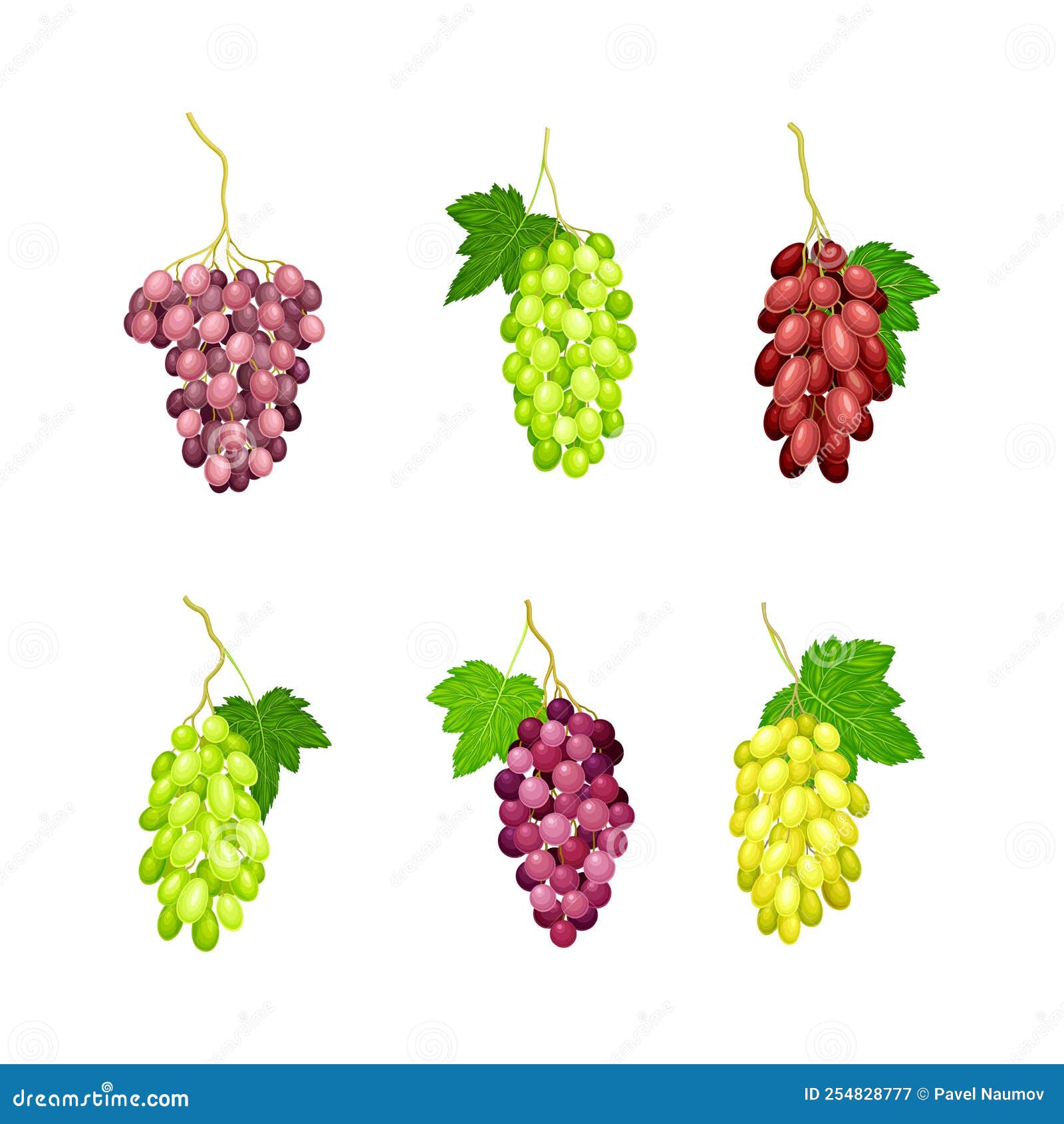 Clusters of Grape with Crimson, Red and Green Berries Vector Set Stock ...