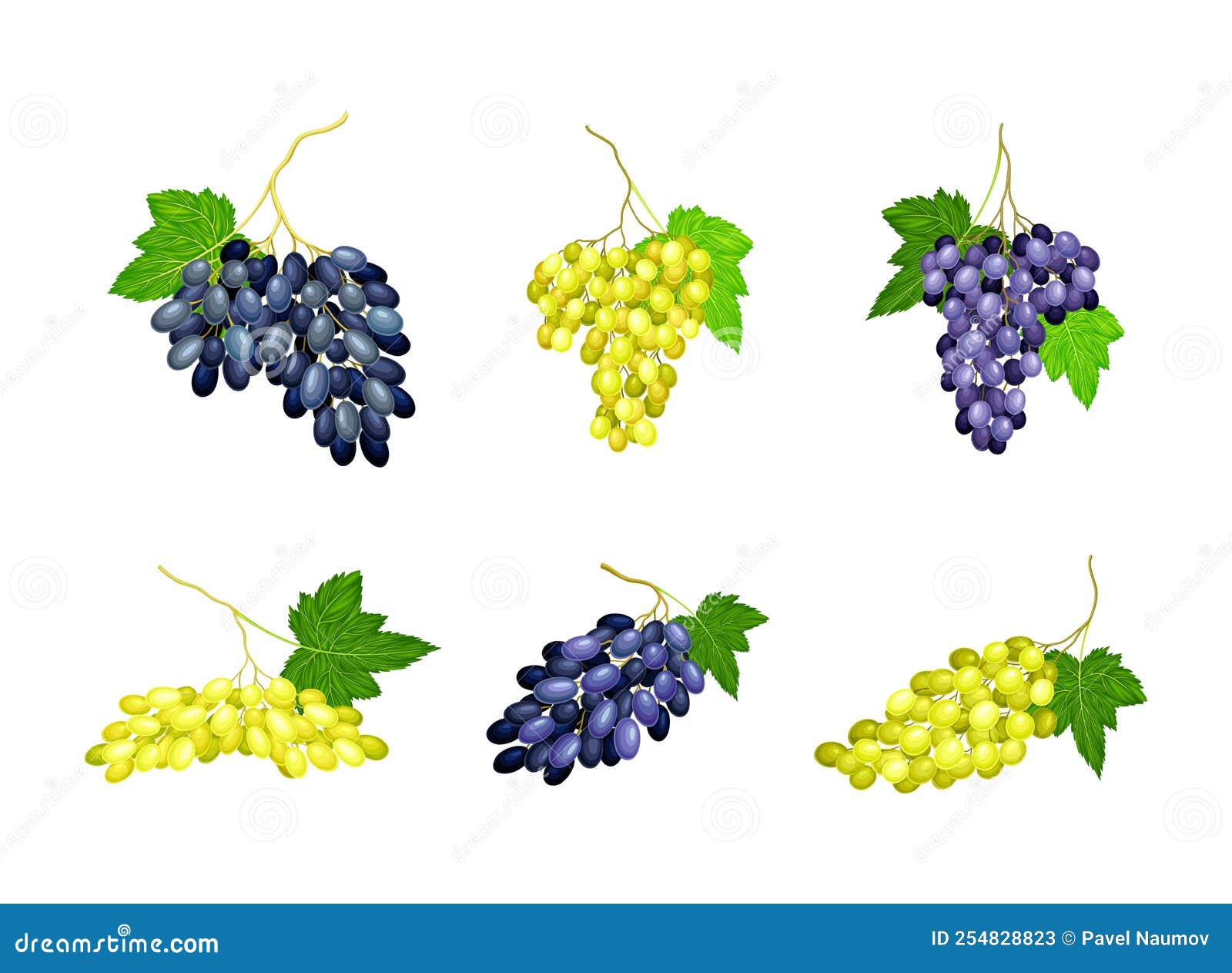 Clusters of Grape with Dark Blue and Green Berries Vector Set Stock ...