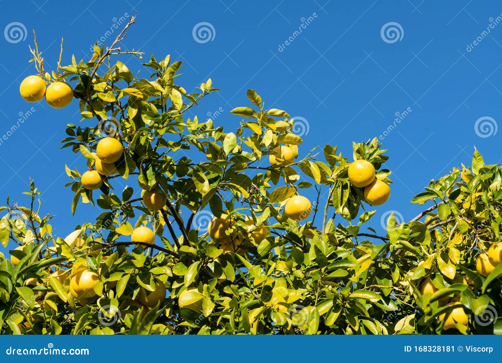 Clusters of Grapefruits Hanging from Tree Stock Image - Image of ...