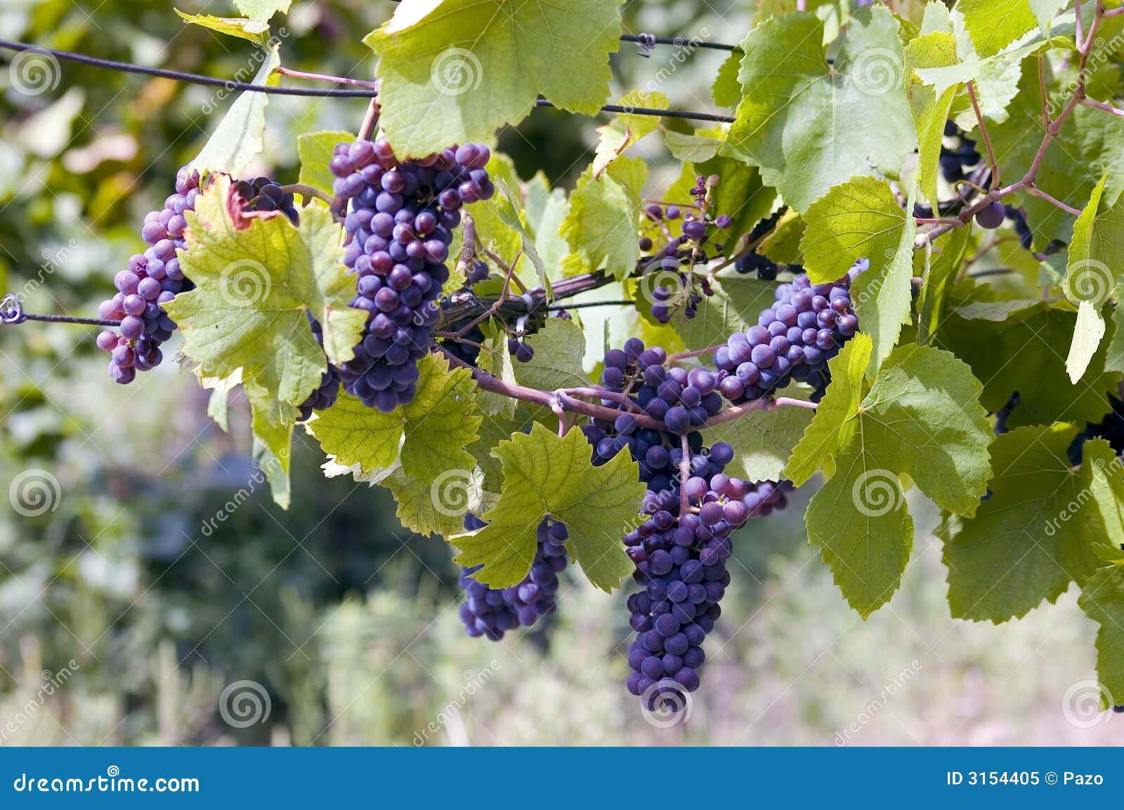 Clusters of grapes stock image. Image of juice, grape - 3154405