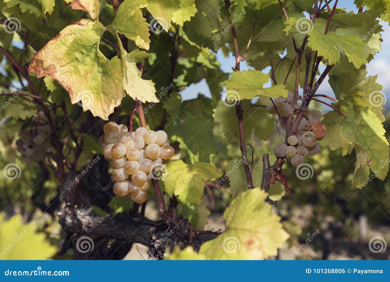 Clusters Grapes Amber Vine White Stock Photo - Image of countryside ...