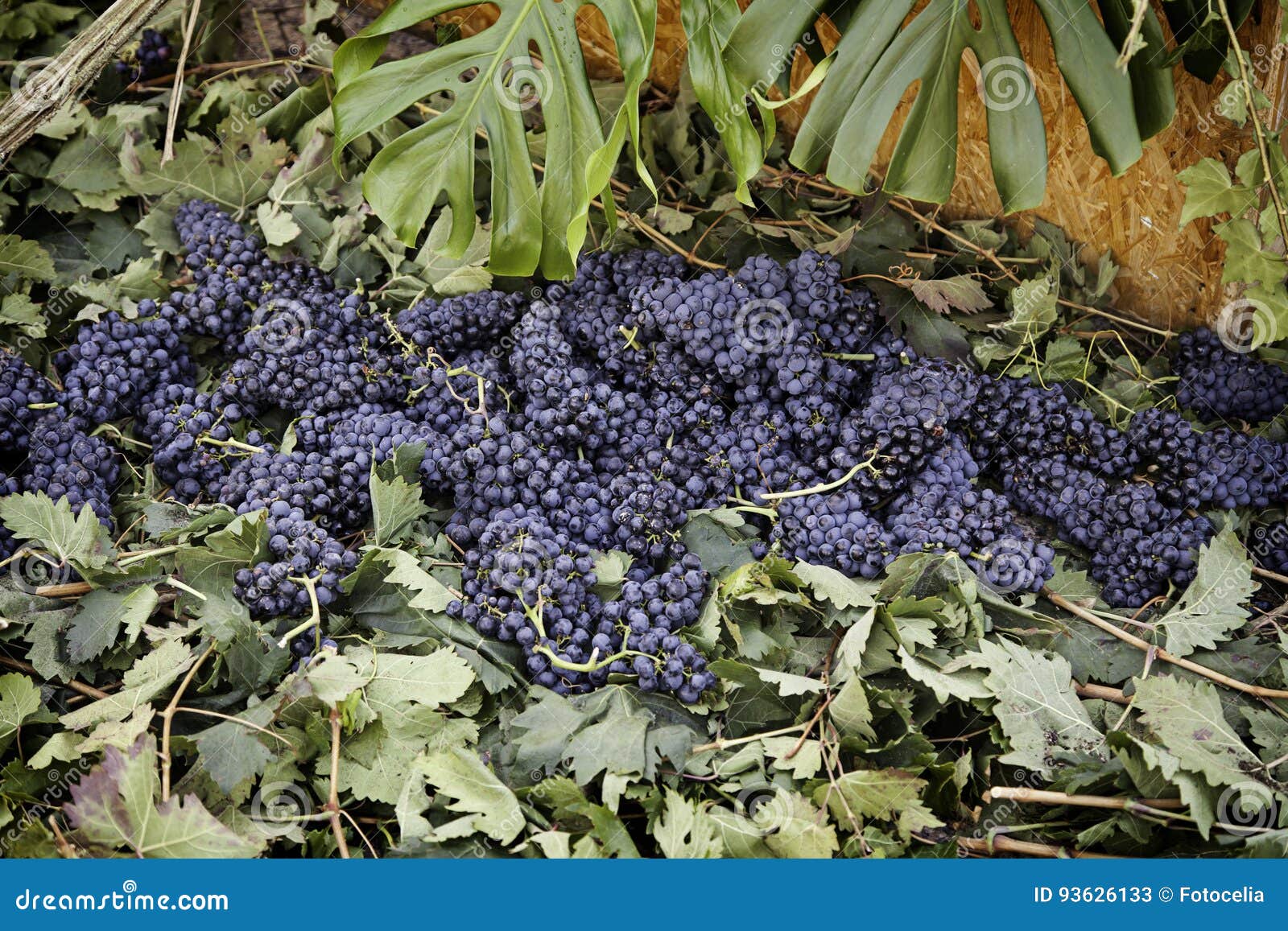 Clusters of Grapes in Field Stock Image - Image of agriculture, growing ...