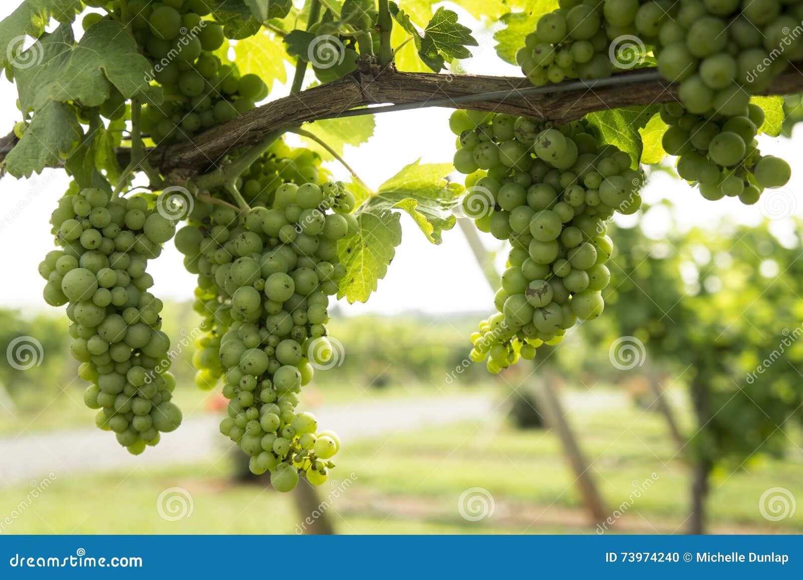 Clusters of Grapes Hanging from Grapevine Stock Photo - Image of ...