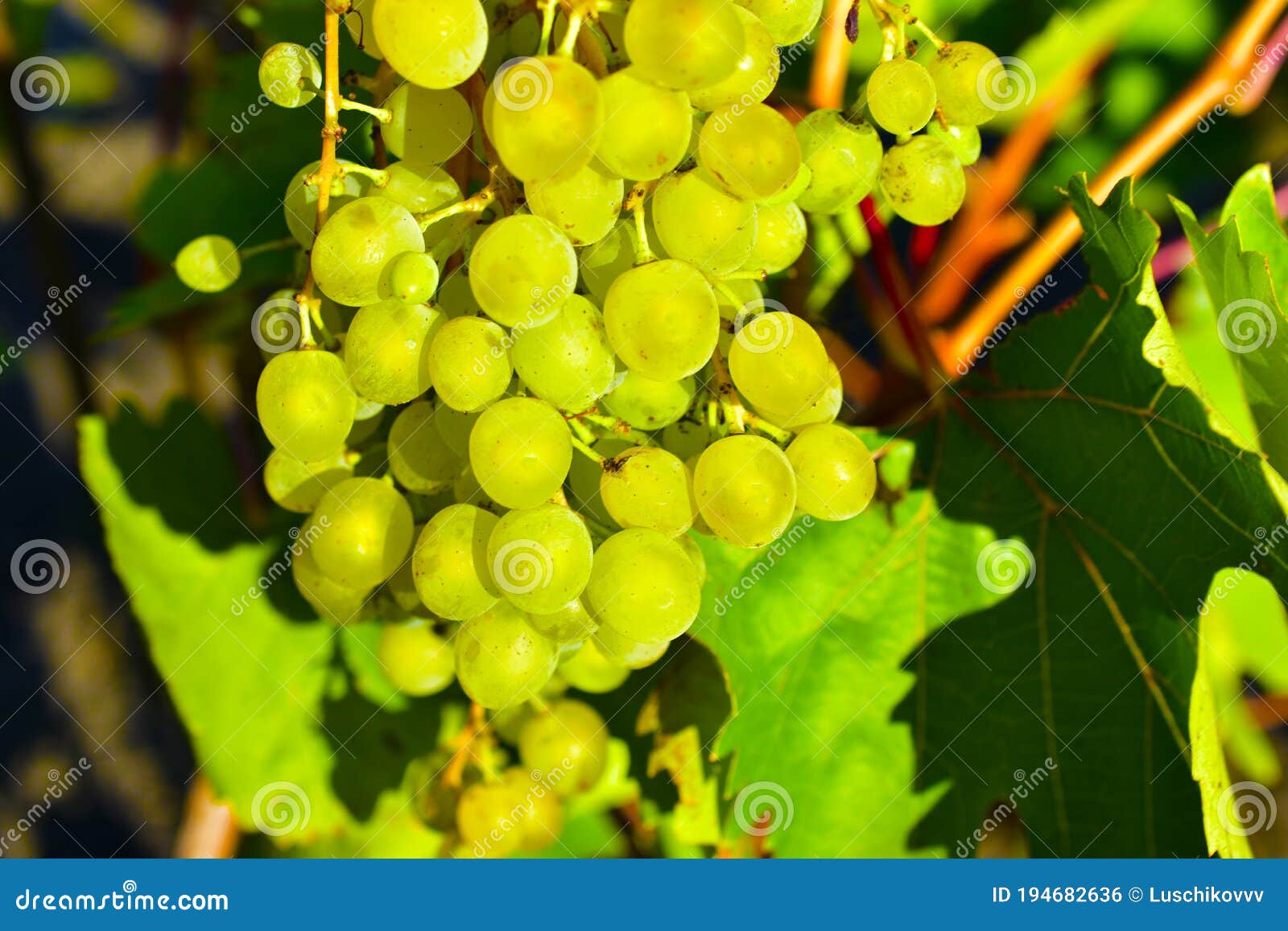 Clusters of Green Grapes on the Branches of a Grape Tree Stock Photo ...