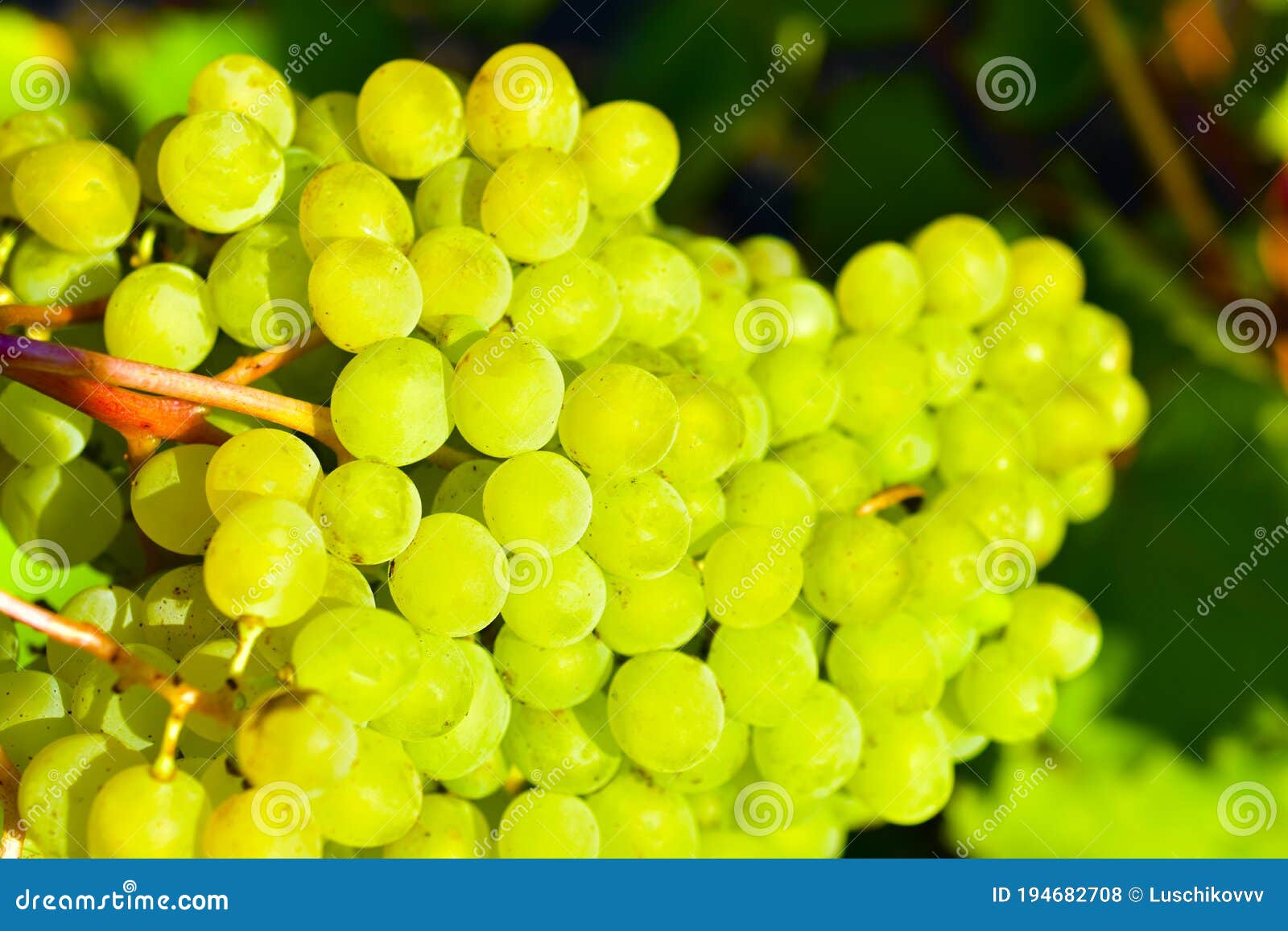 Clusters of Green Grapes on the Branches of a Grape Tree Stock Photo ...