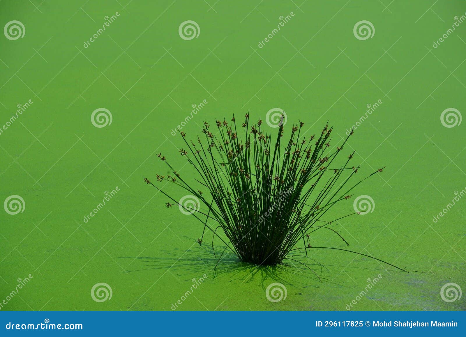 Objects and outdoor stock image. Image of objects, shrub - 296117825