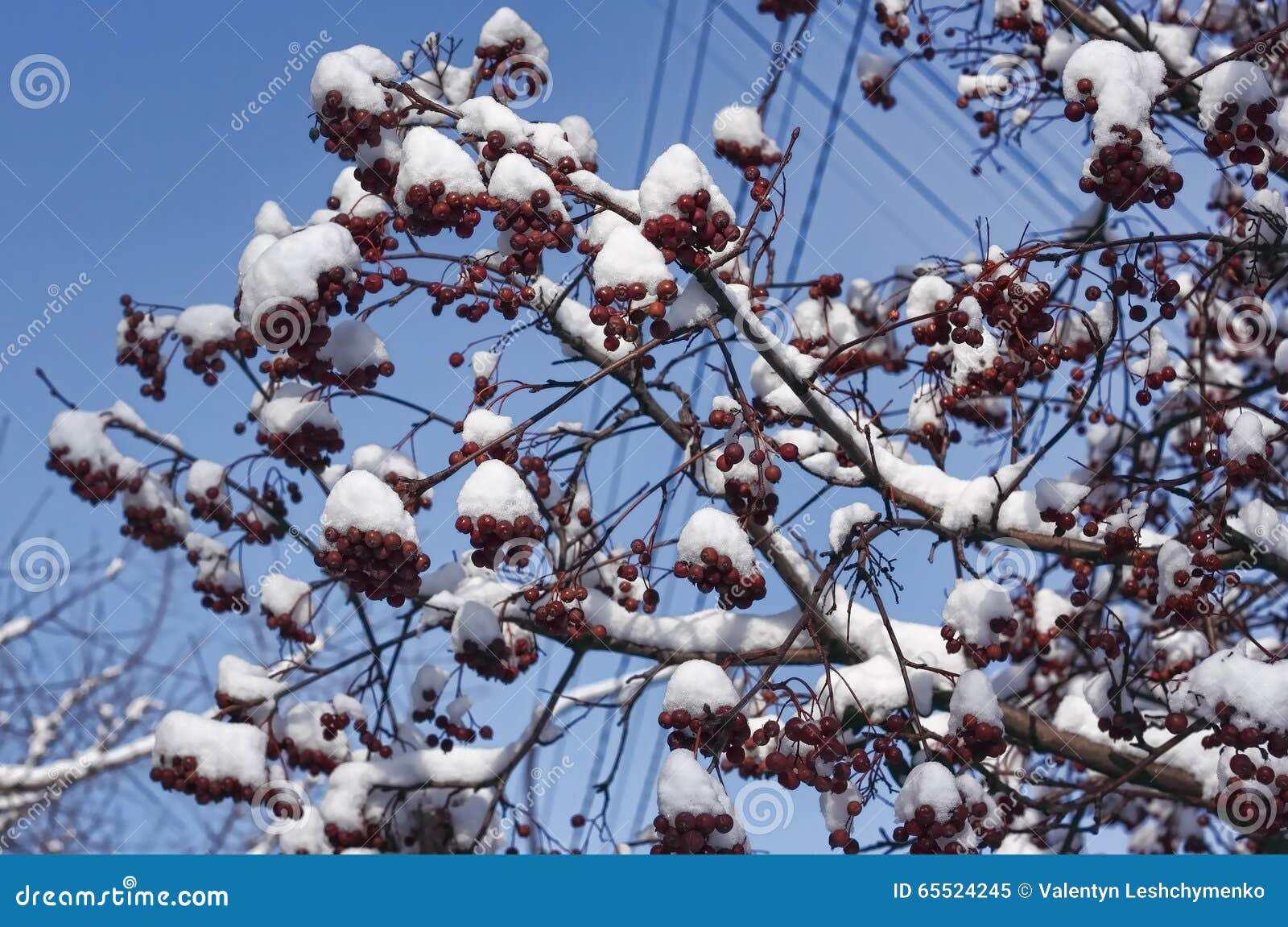 Clusters of Mountain Ash Under Snow Stock Image - Image of cluster ...