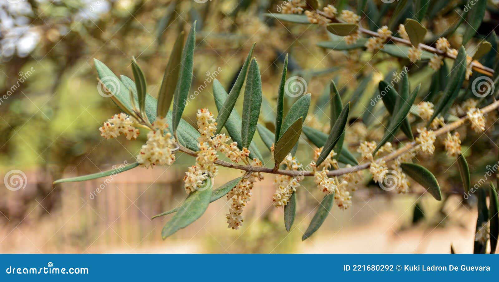 Olive branches in bloom stock photo. Image of brotar - 221680292