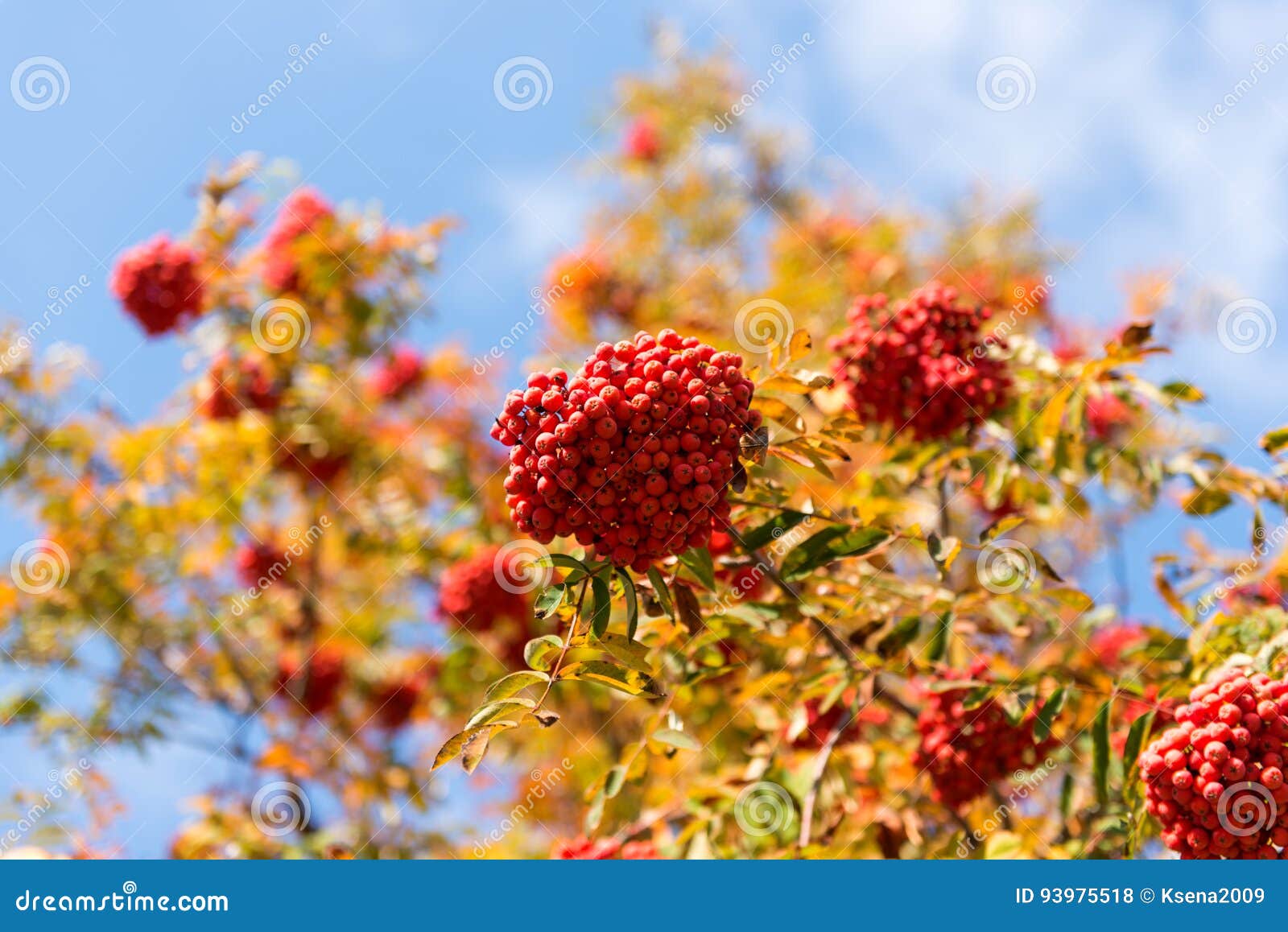 Clusters of red ashberry stock photo. Image of nature - 93975518