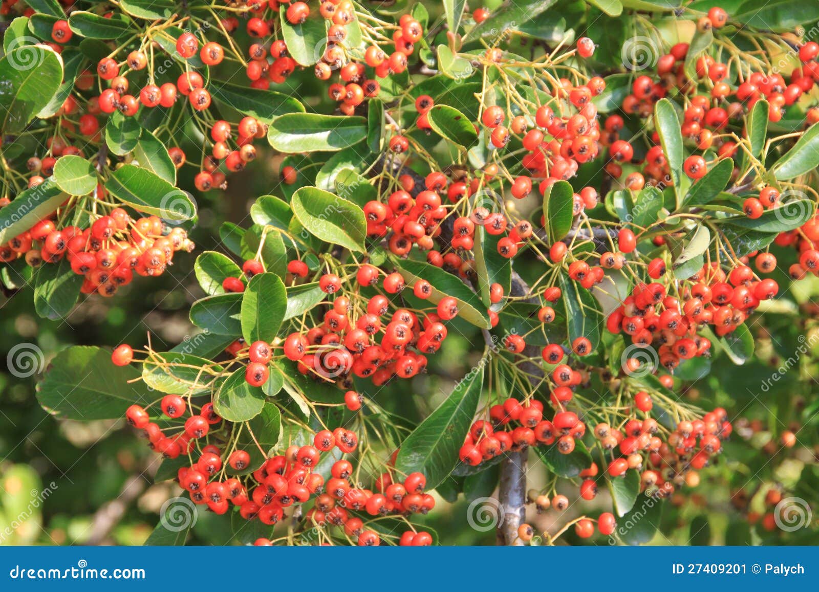 Clusters red berries stock image. Image of cluster, raceme - 27409201