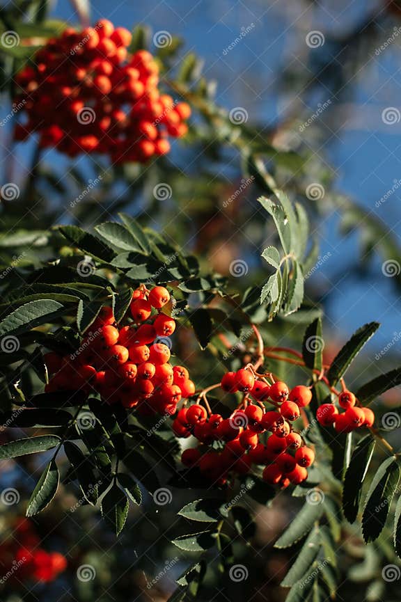 Clusters of Red Berries Growing on the Branches of a Rowan Tree Stock ...