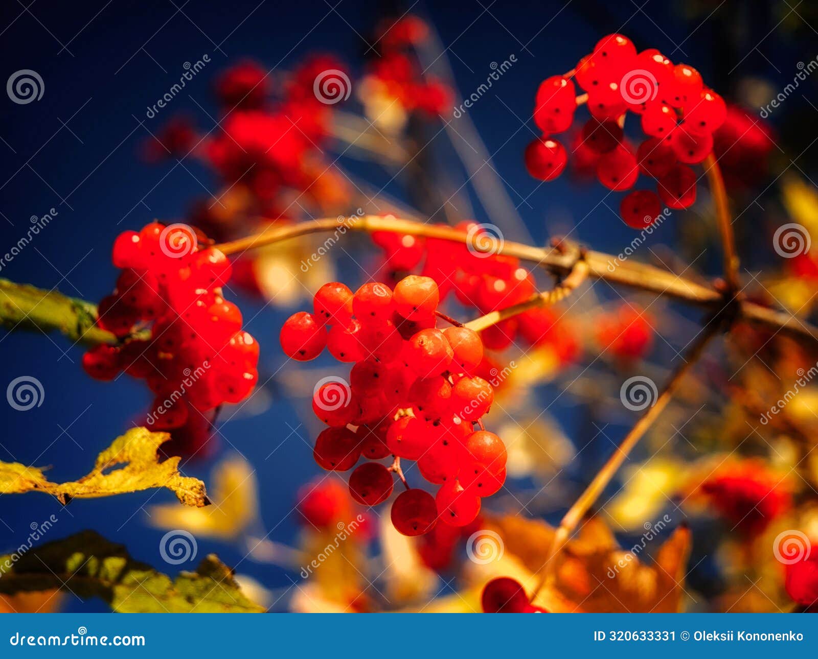 Clusters of Red Berries Hang from a Tree Branch, Ripe and Awaiting ...