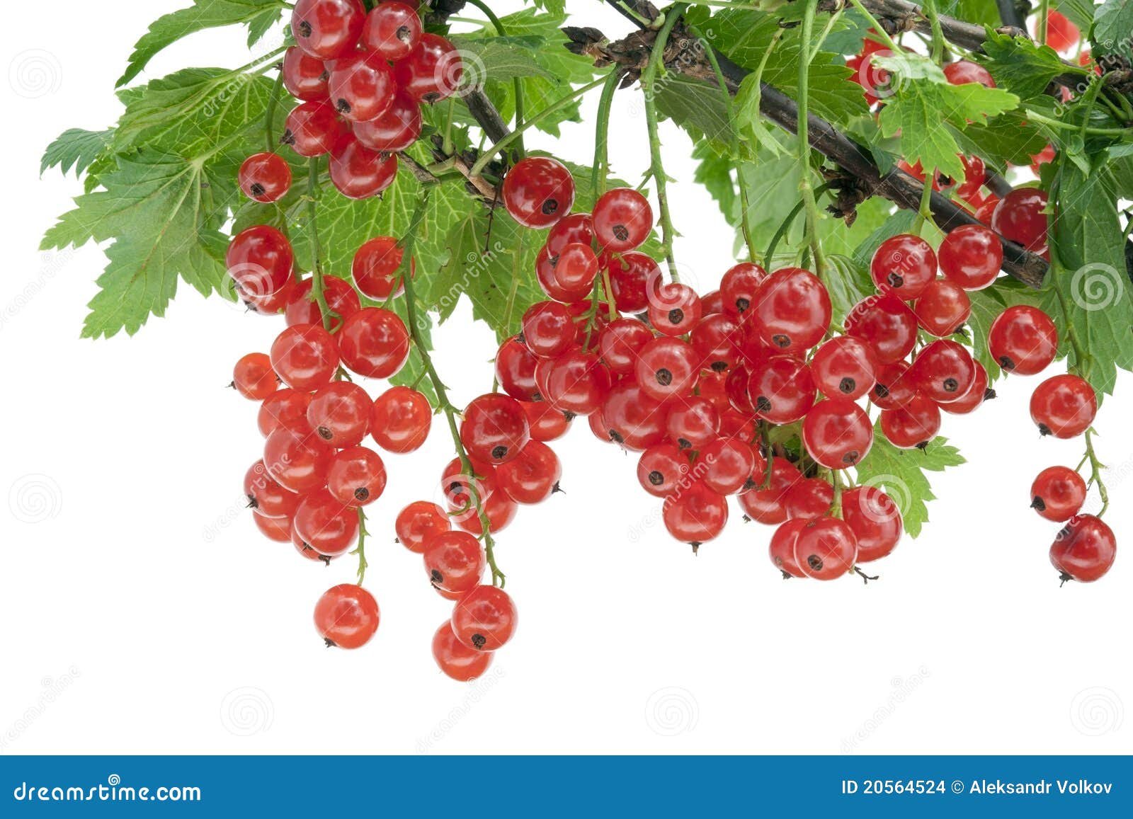 Clusters of Red Currant Hang on a Branch Stock Photo - Image of stem ...