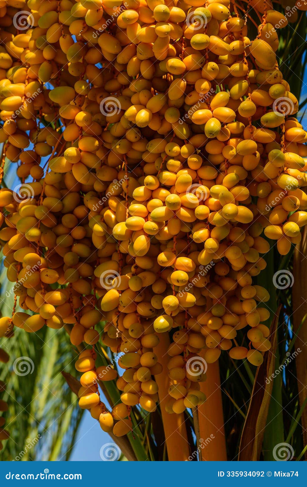 Clusters of Red Dates Hanging Amidst the Green Fronds of a Date Palm ...