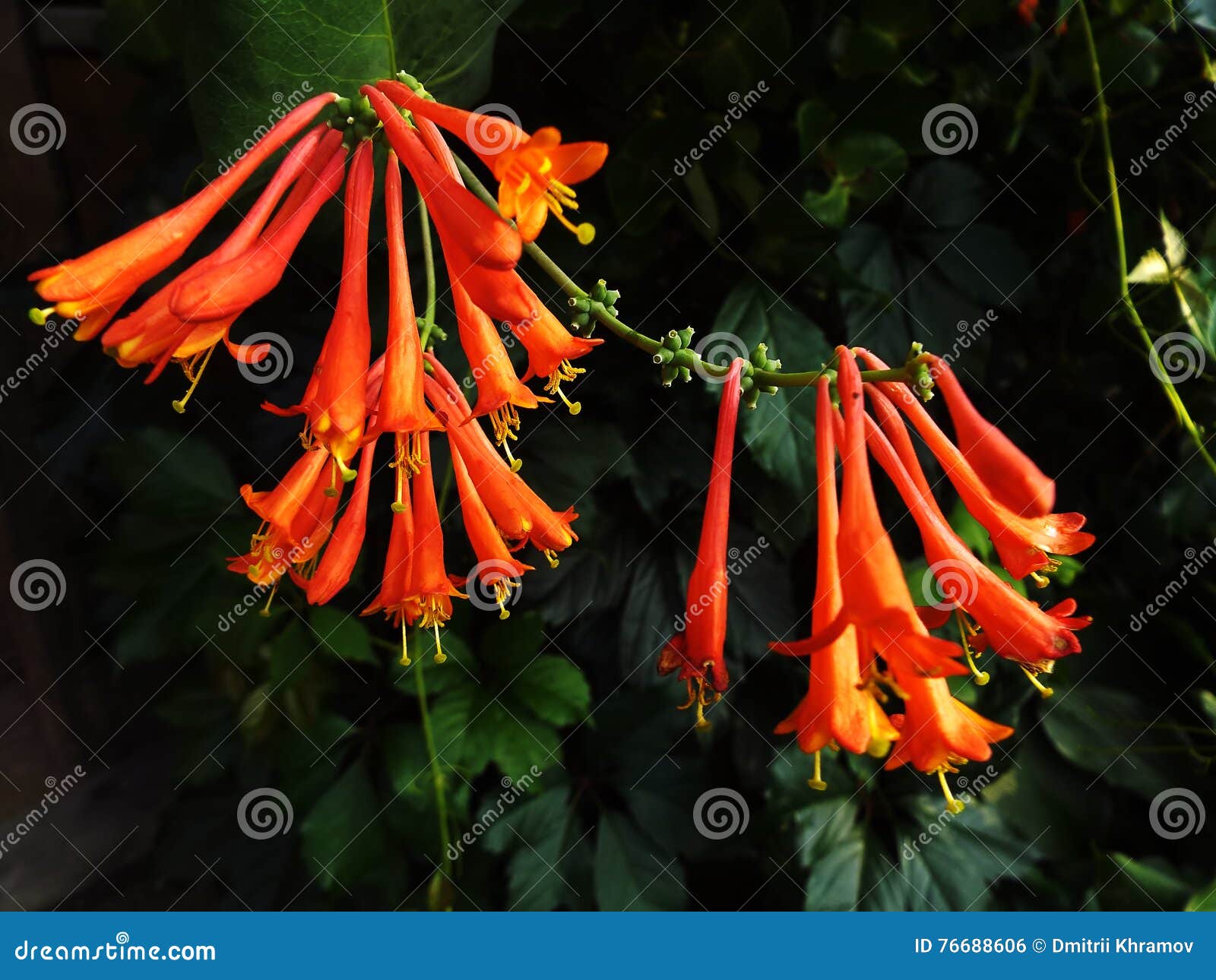 Clusters of Red Flowers Bells on Green Foliage Stock Photo - Image of ...