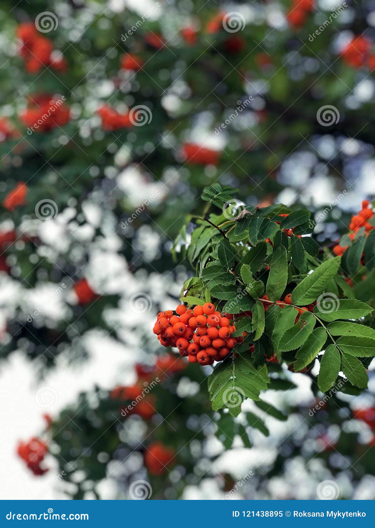 Clusters of Red Mountain Ash on a Tree Stock Image - Image of ashberry ...