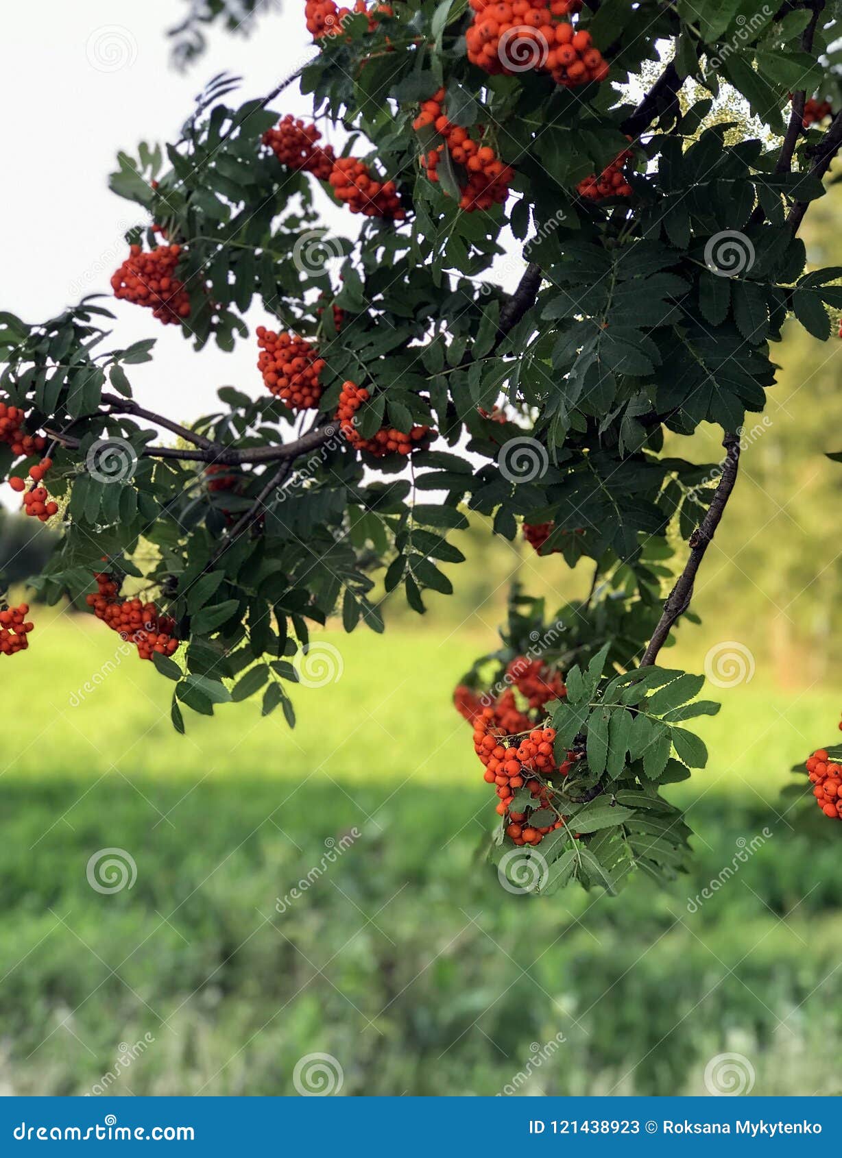 Clusters of Red Mountain Ash on a Tree Stock Image - Image of forest ...