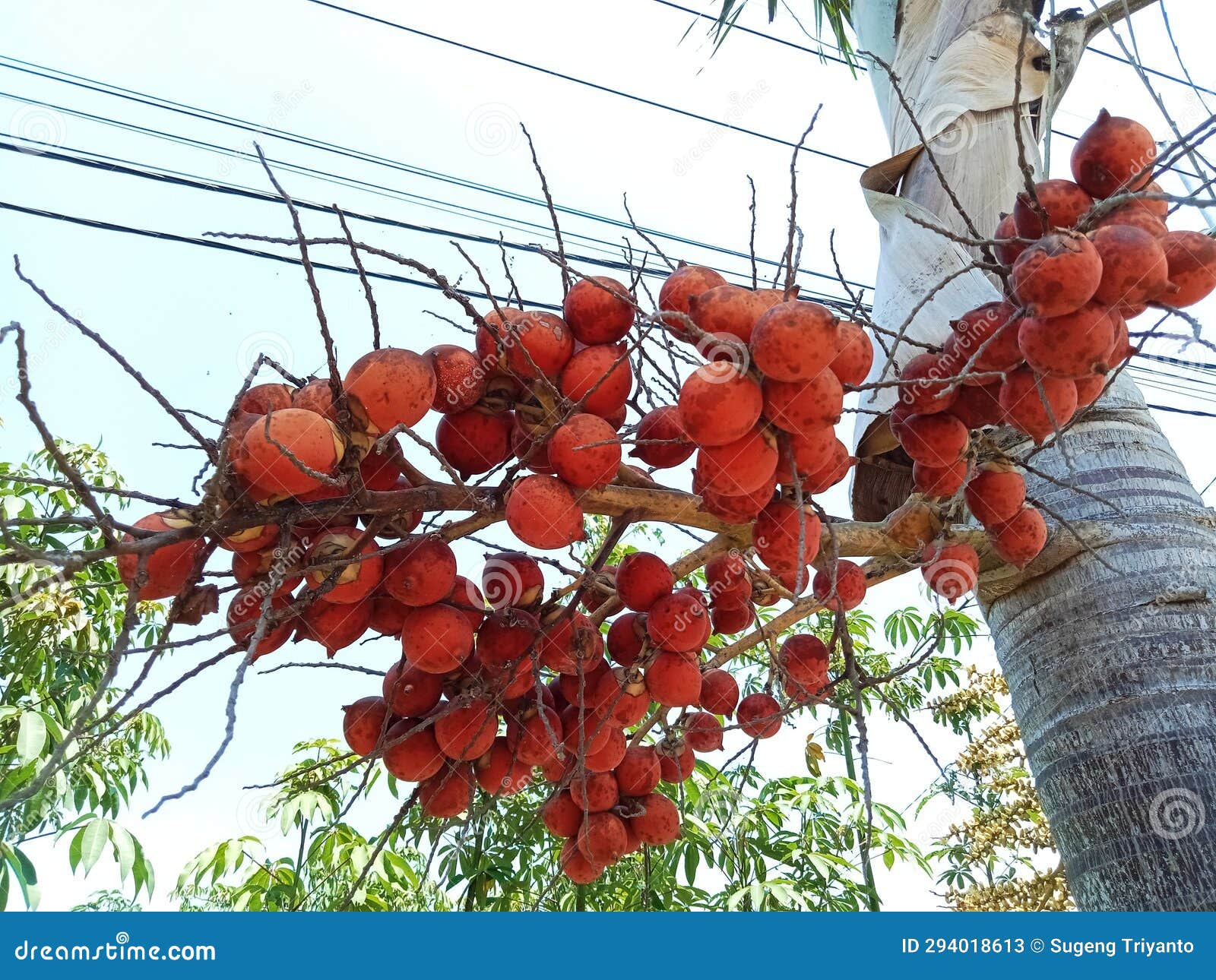 Clusters of Red Palm Tree Fruit Stock Image - Image of tree, palm ...