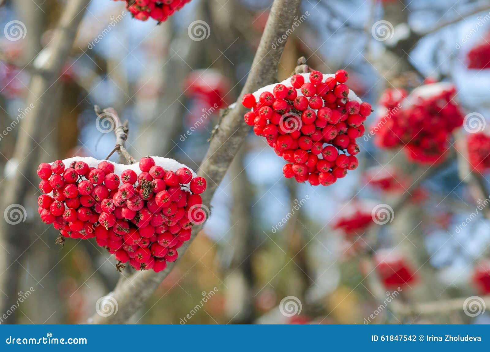 Clusters of a Red Rowan Against the Dark Blue Sky Stock Photo - Image ...