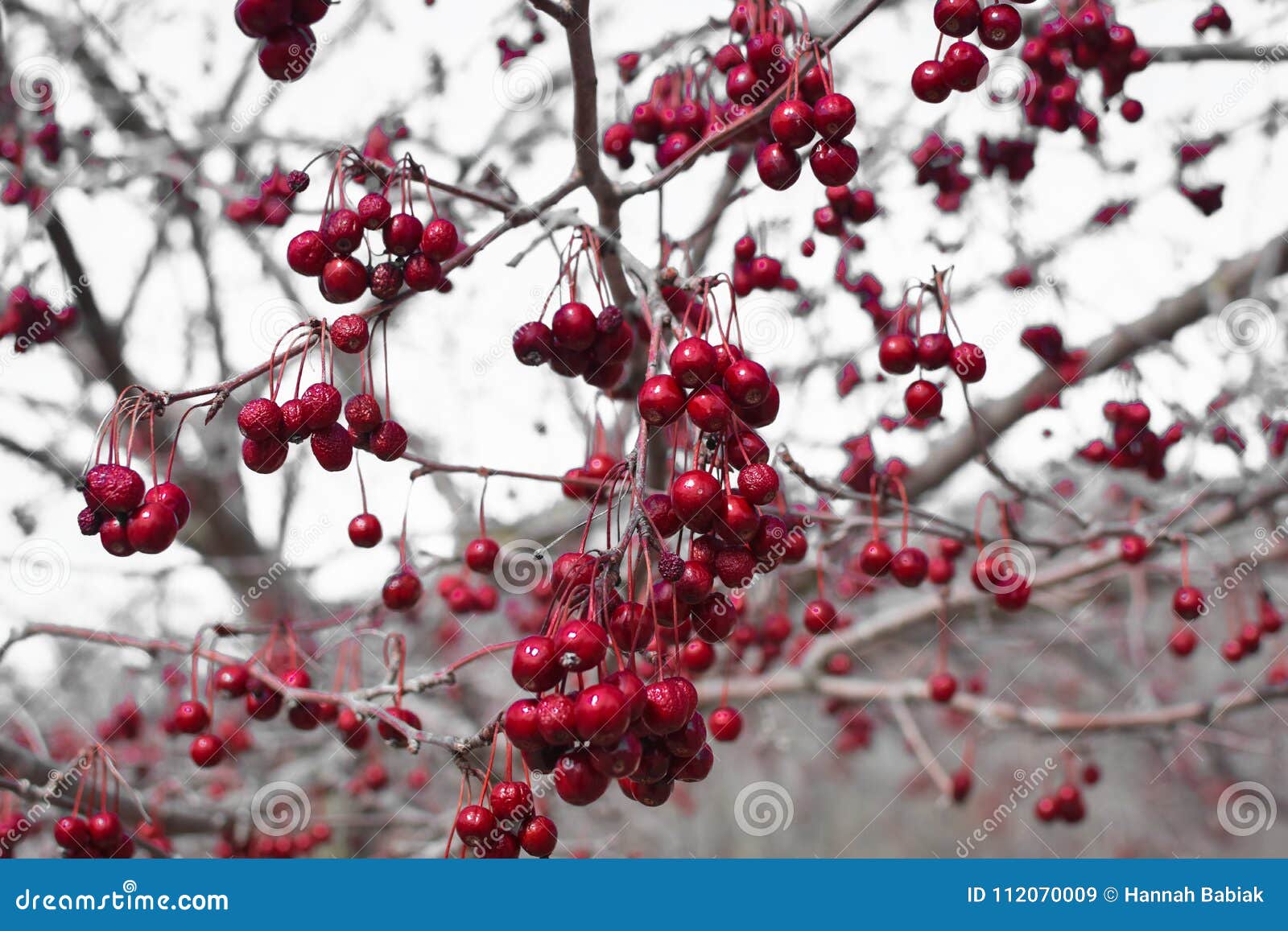 Clusters of Red Wilted Berries Hanging from Tree Stock Image - Image of ...