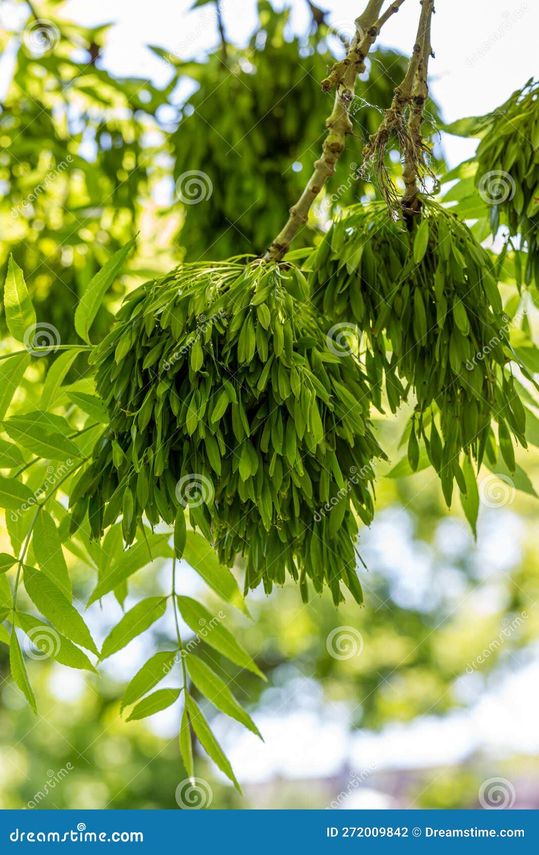 Clusters of Samaras, the Seeds on an Ash Tree, with a Shallow Depth of ...