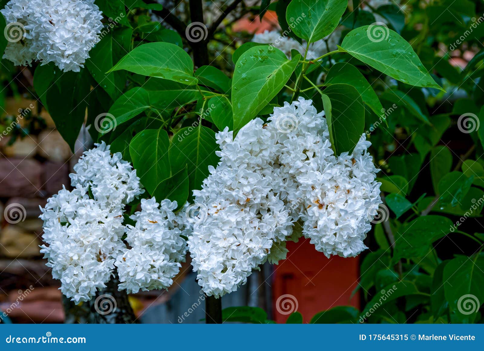 Clusters of White Lilo Flowers Stock Image - Image of park, castilla ...