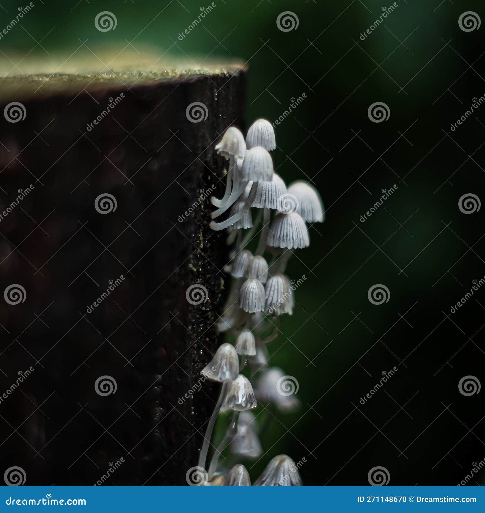 Clusters of White Mushrooms on Weathered Stems Stock Photo - Image of ...
