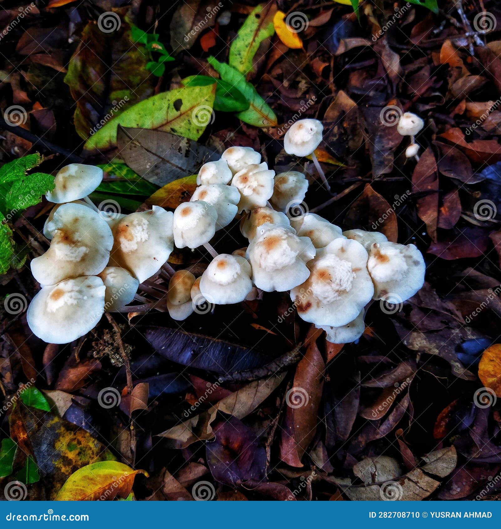 Clusters of White Toadstools on the Forest Floor Stock Photo - Image of ...