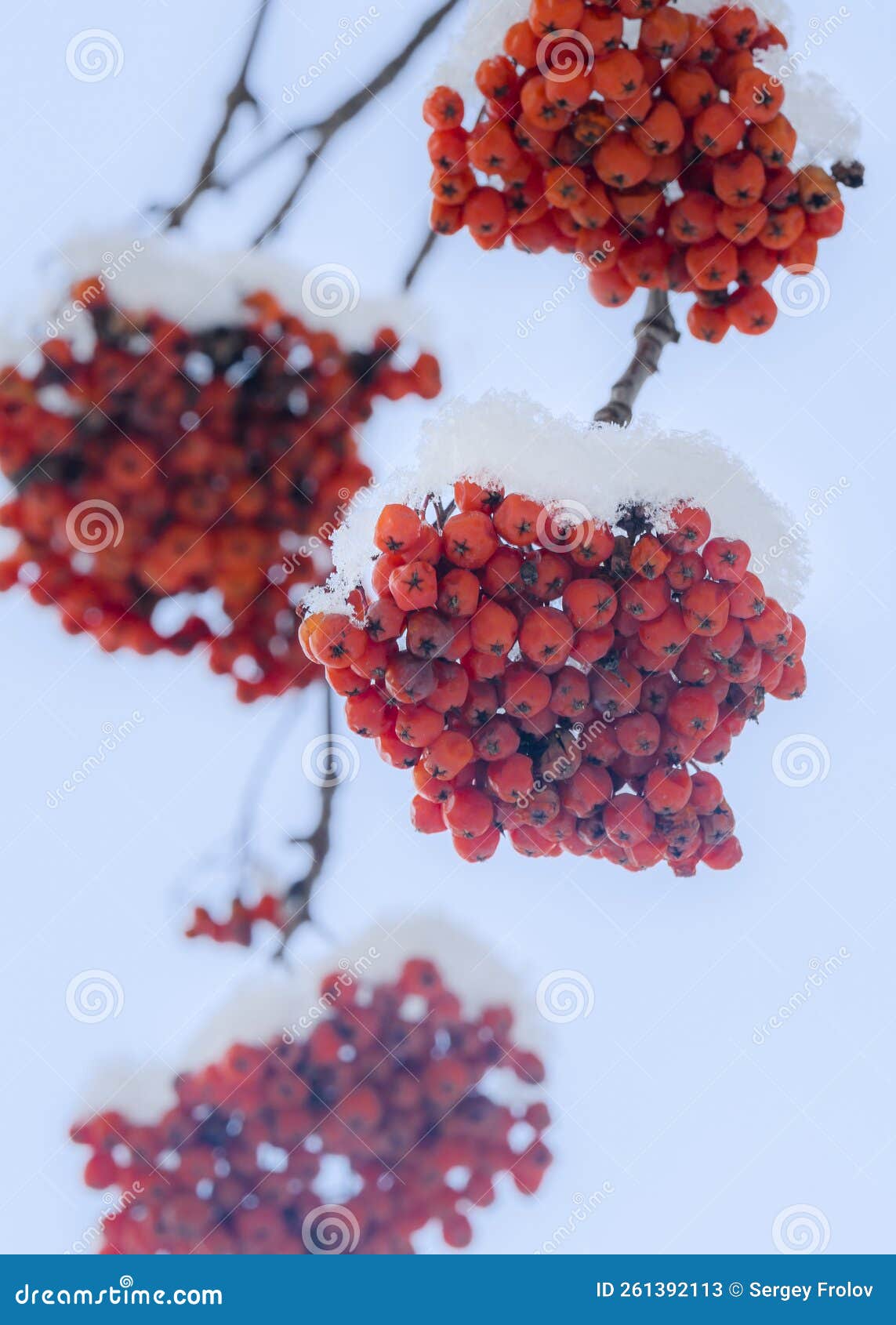 Clusters of Wild Mountain Ash Covered with Snow in Winter Stock Image ...