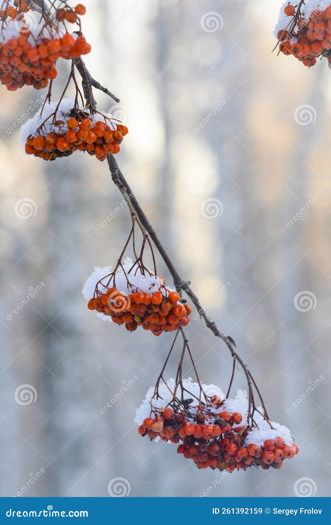 Clusters of Wild Mountain Ash Covered with Snow in Winter Stock Image - Image of branch, plant ...