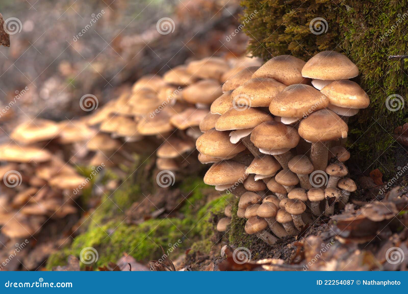 Clusters of wild mushrooms stock image. Image of stem - 22254087