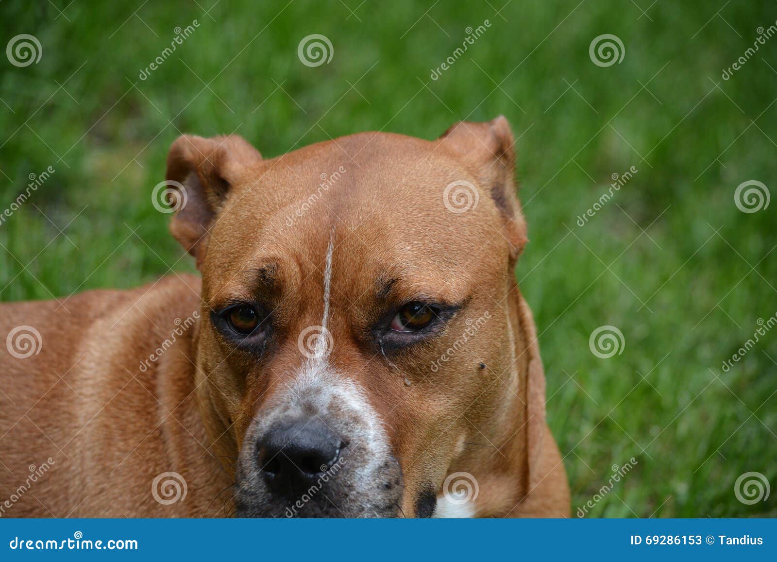 Clyde stock image. Image of spring, wildlife, clyde, tree - 69286153