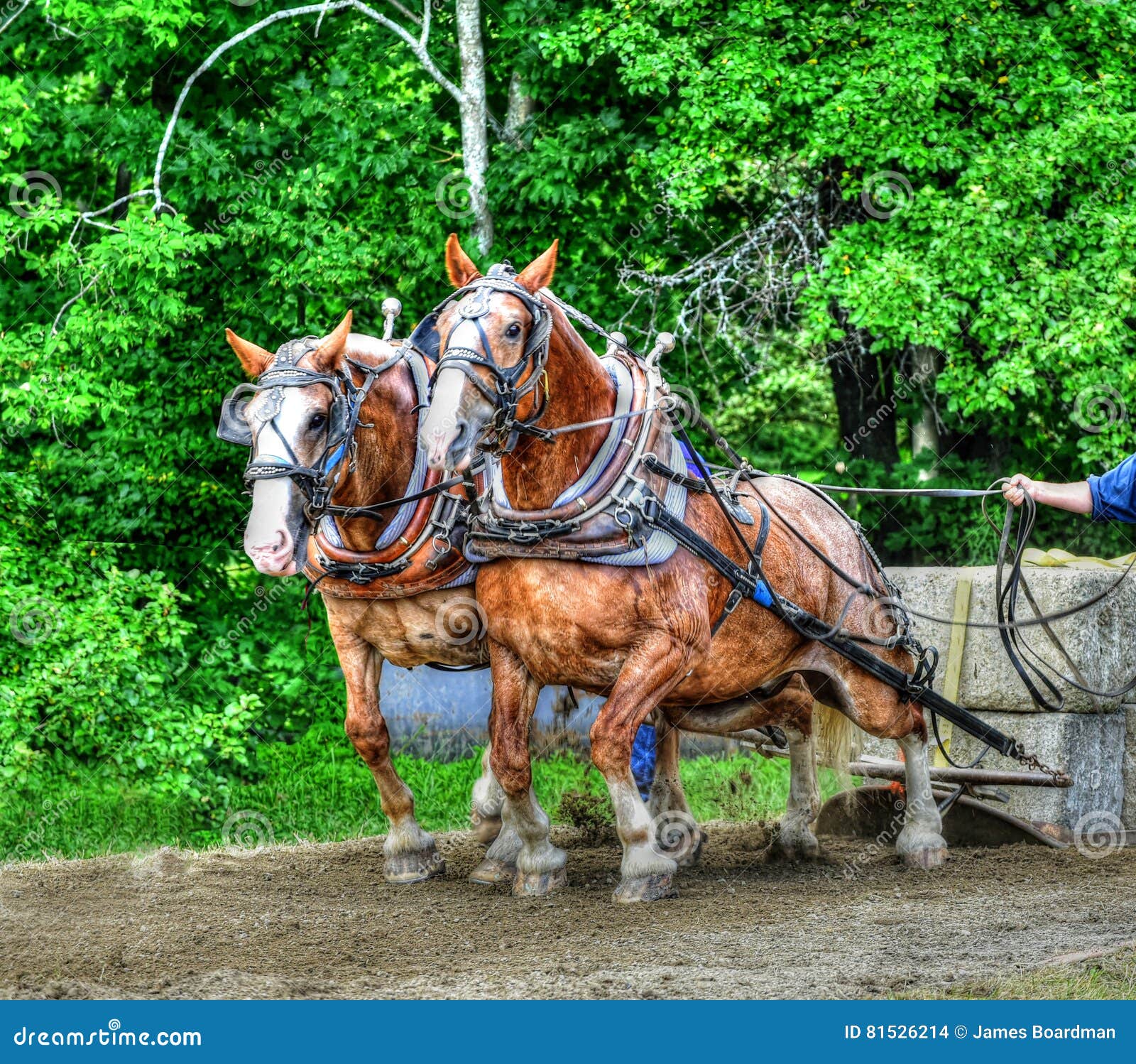 Clydesdale Team Pulling Sled HDR. Stock Photo - Image of beautiful ...