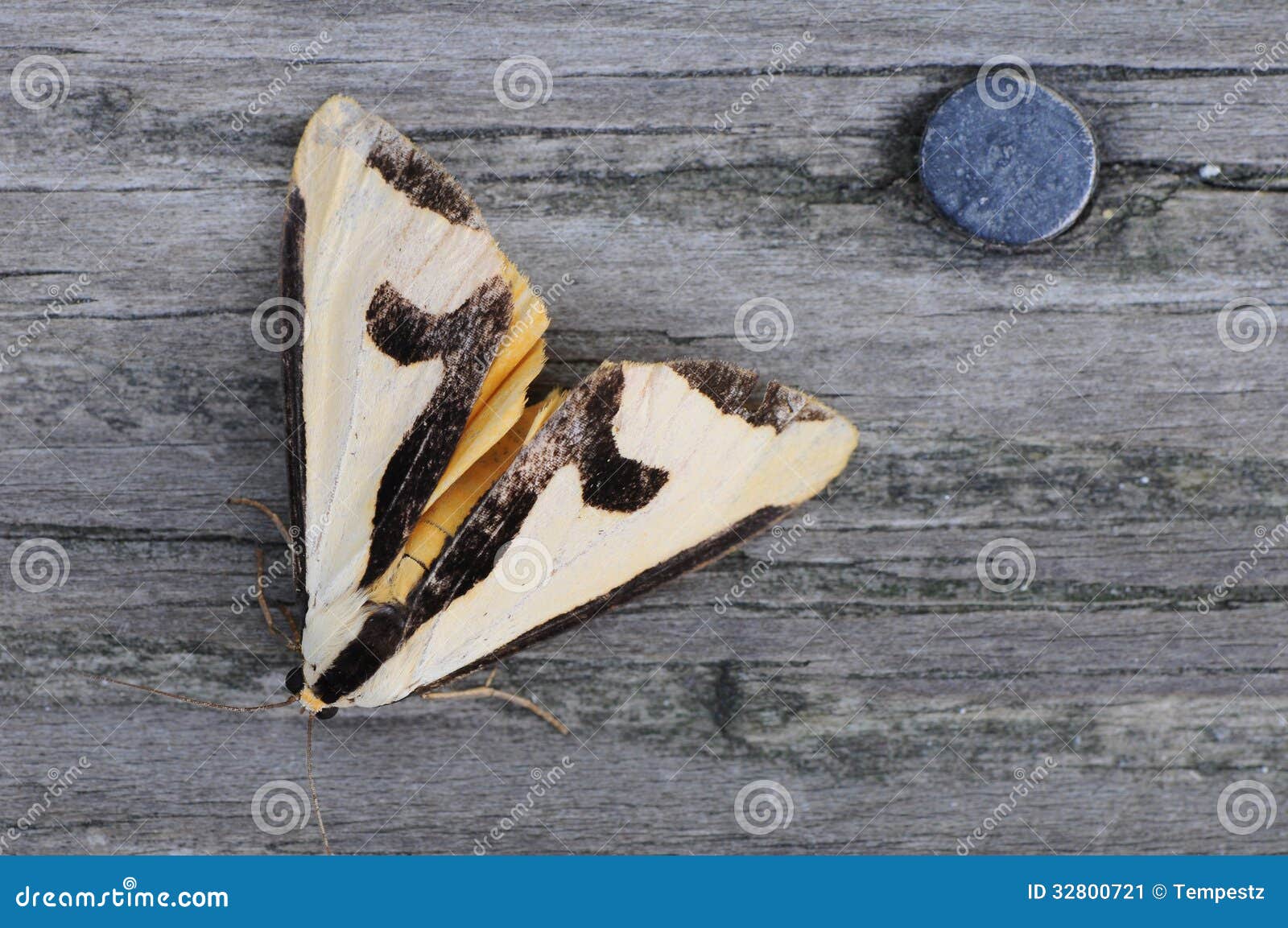 Clymene Haploa Moth stock image. Image of yellow, closeup - 32800721