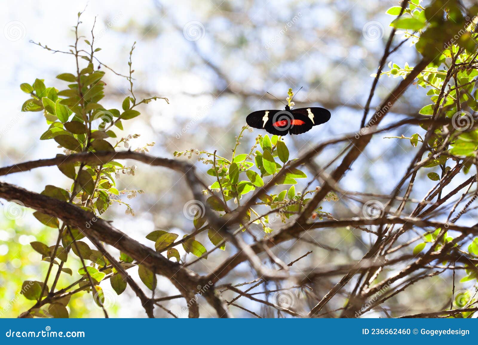 Clysonymus Longwing (Heliconius Clysonymus) Butterfly Rests in a Tree of Tropical Forest Stock ...