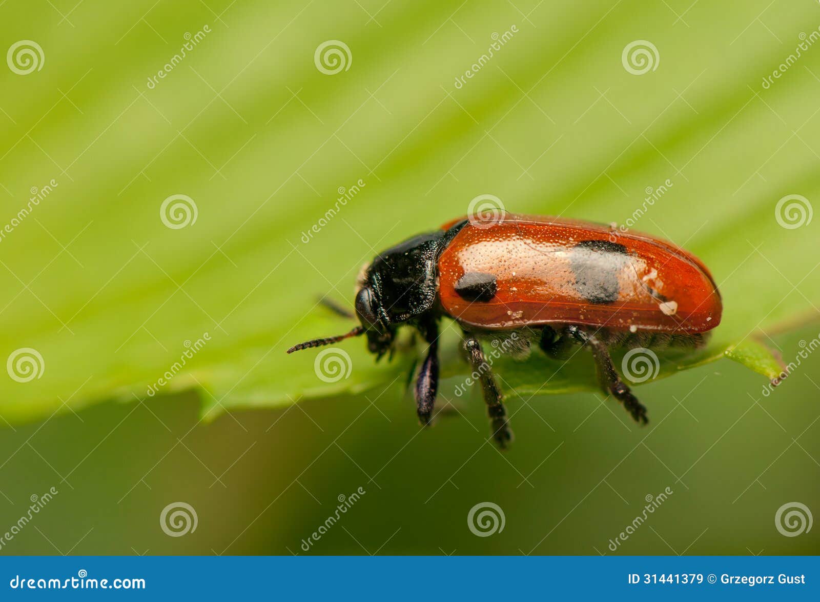 Clytra laeviuscula stock image. Image of laeviuscula - 31441379