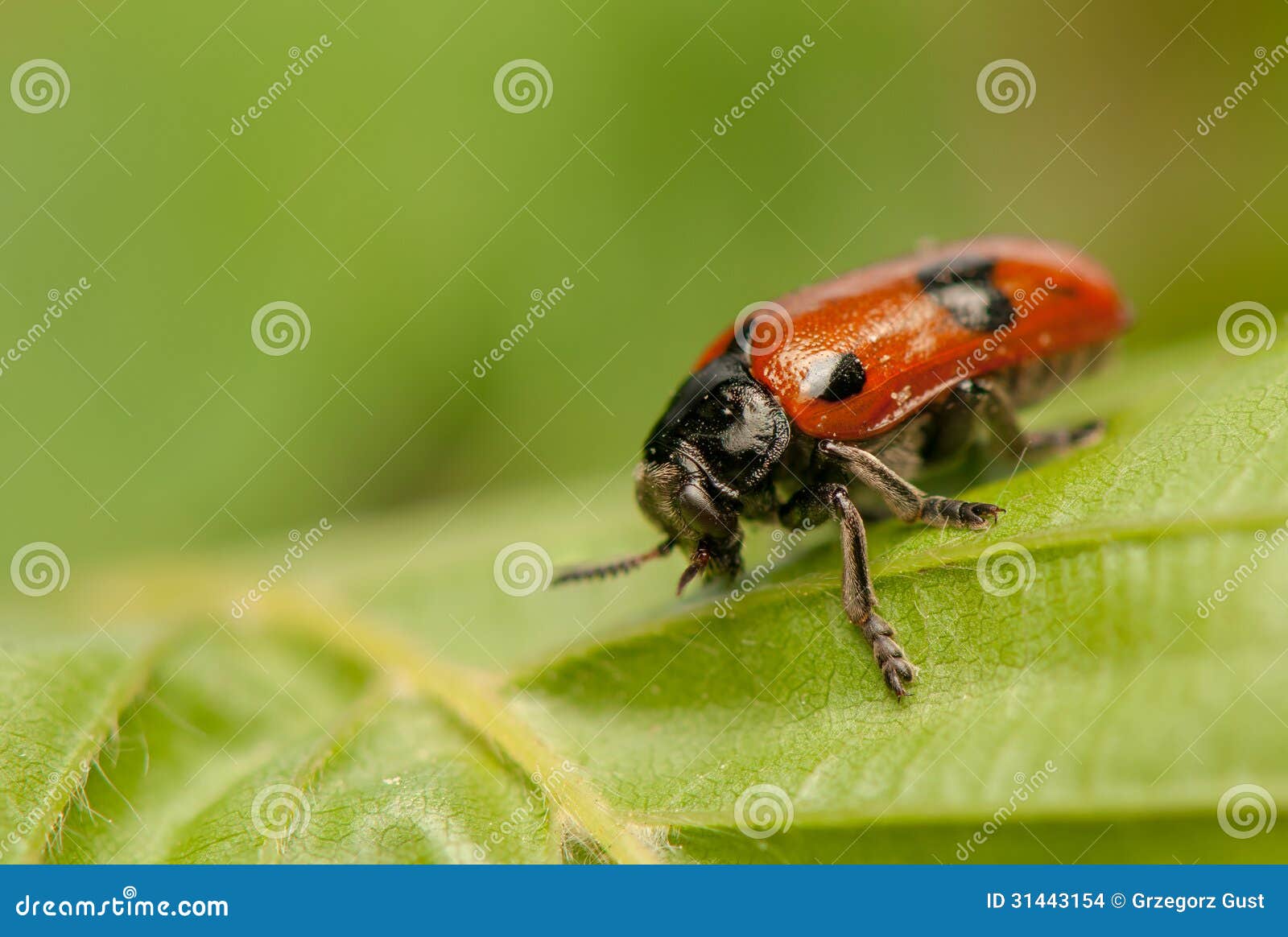 Clytra laeviuscula stock photo. Image of clytra, insect - 31443154