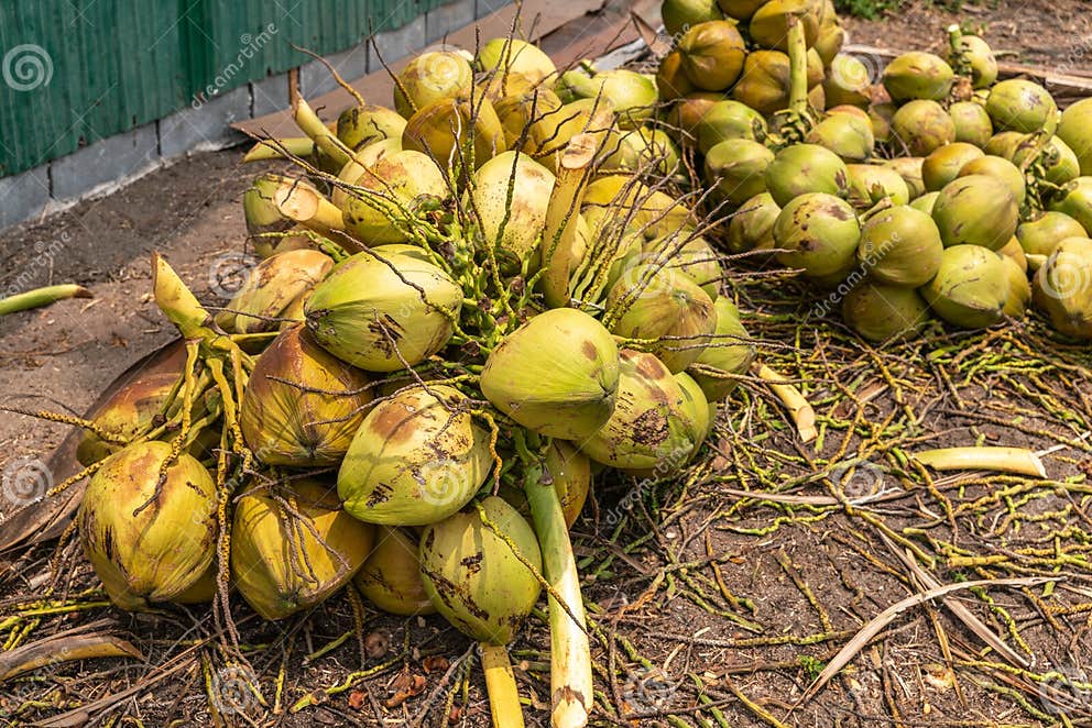 Clústeres De Coco Cosechados a Partir De árboles En La Isla Ko Samui ... Clústeres De Coco Cosechados a Partir De árboles En La Isla Ko Samui ...