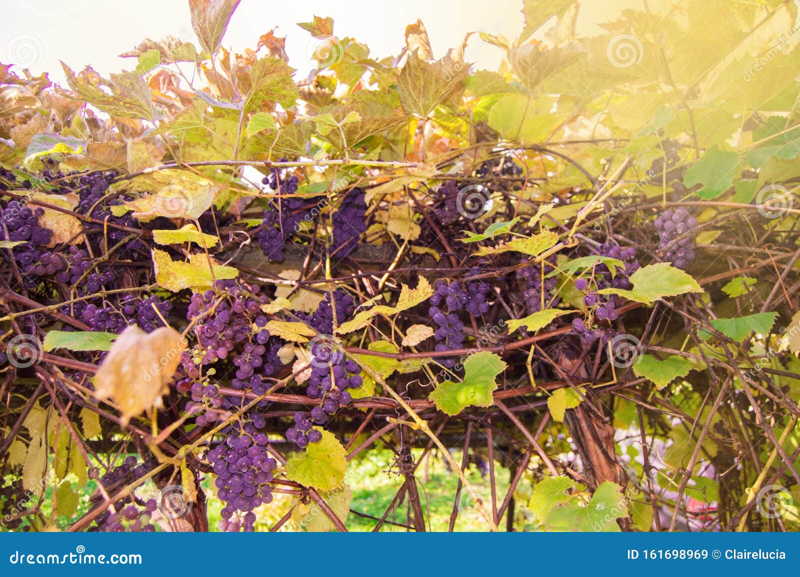 Clústeres De Uvas De Vino Violeta Y Aromático Cuelgan Y Maduran Entre ... Clústeres De Uvas De Vino Violeta Y Aromático Cuelgan Y Maduran Entre ...