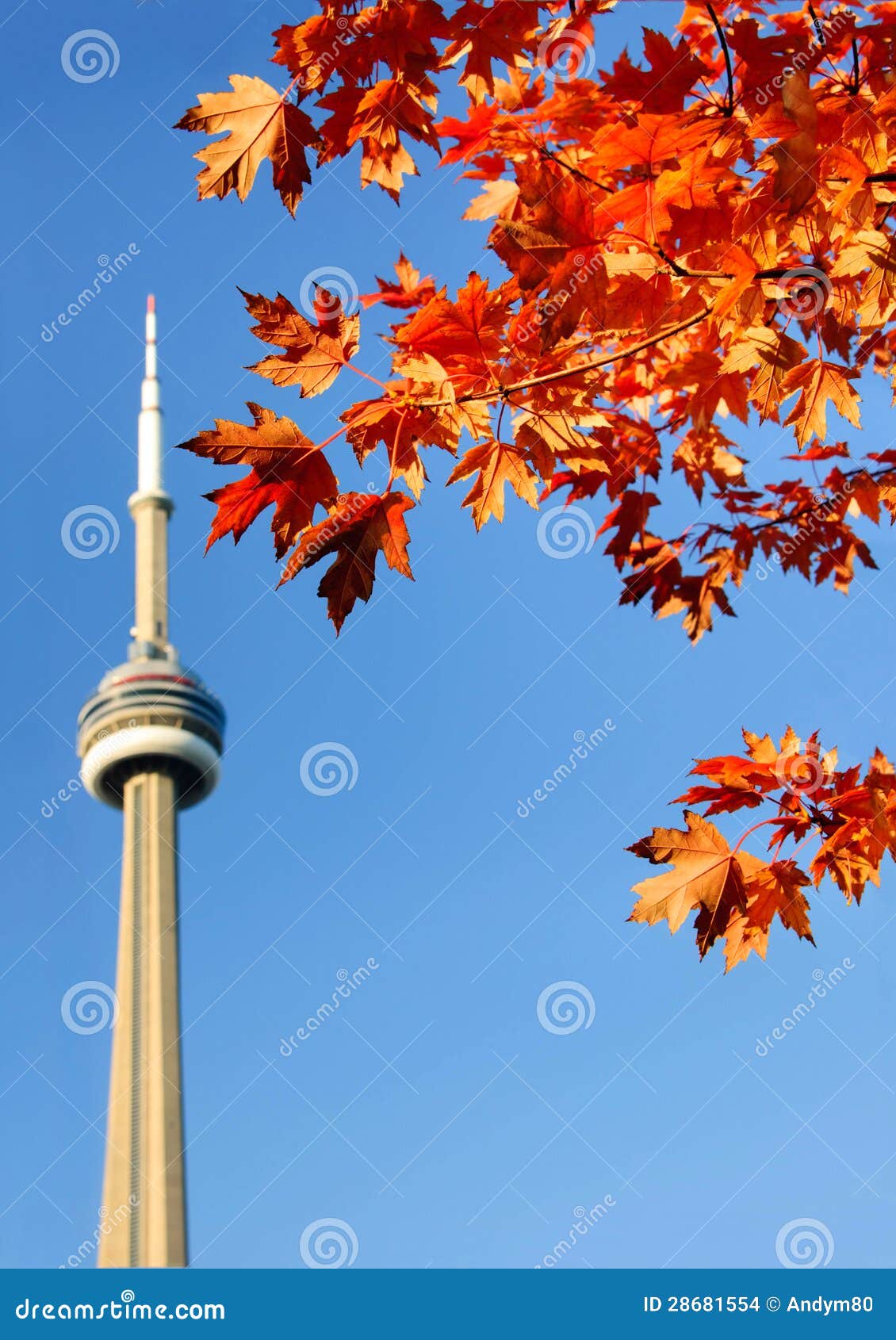 CN Tower and Red Maple Leaves Editorial Stock Image - Image of landscape, city: 28681554