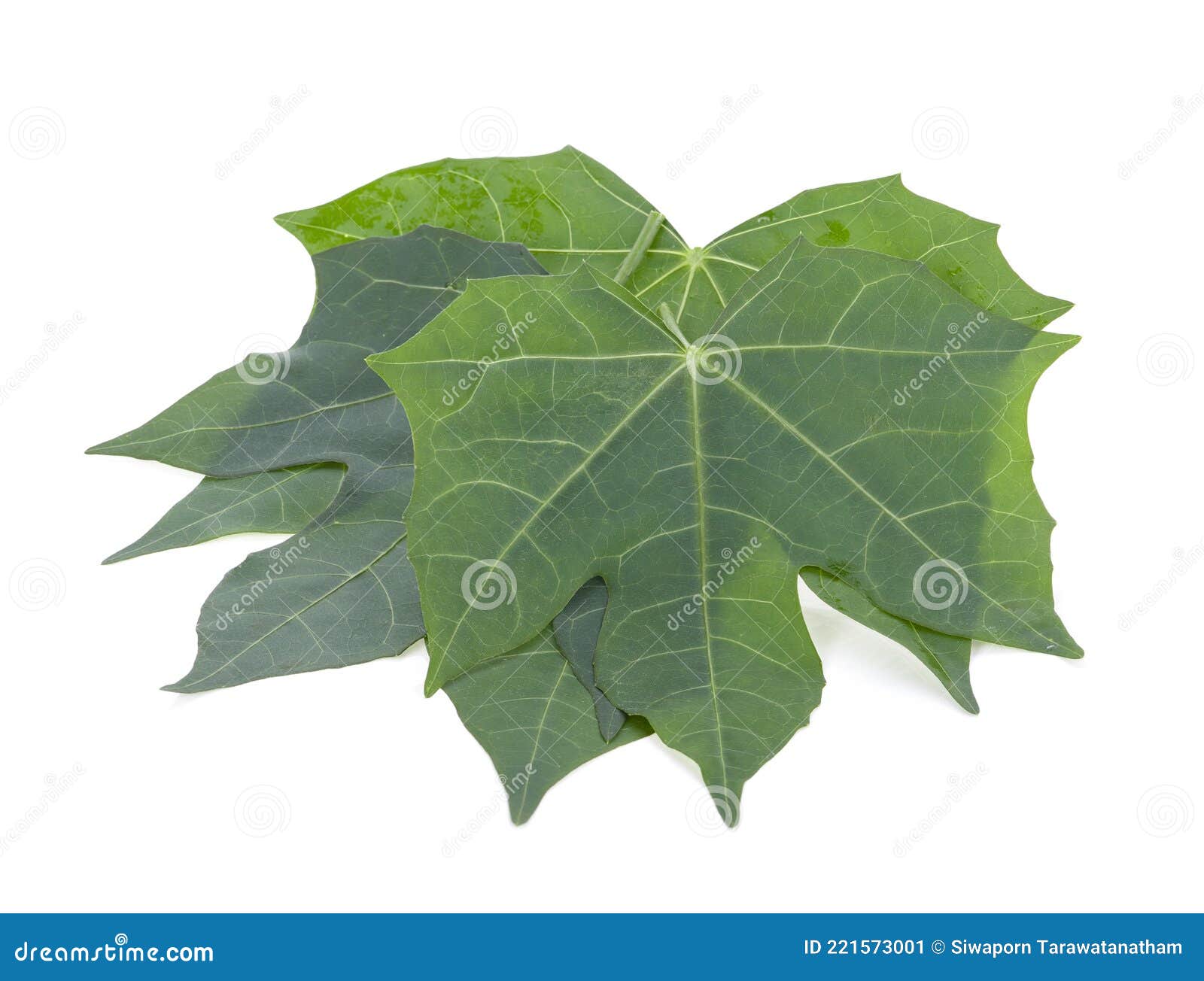 Cnidoscolus Chayamansa Isolated on White Stock Image - Image of white ...