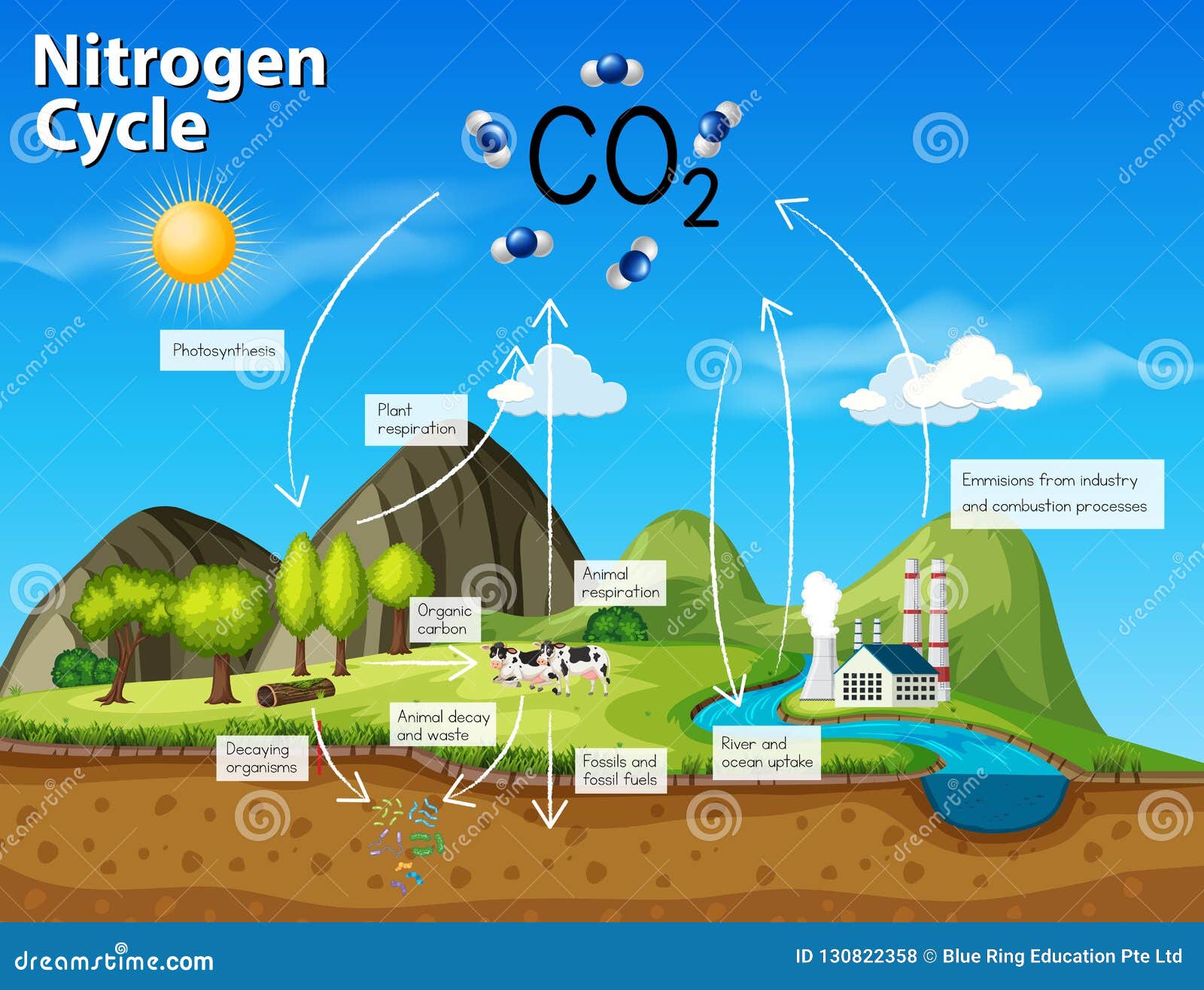 CO2 De Cycle D'azote De La Science Illustration de Vecteur ...