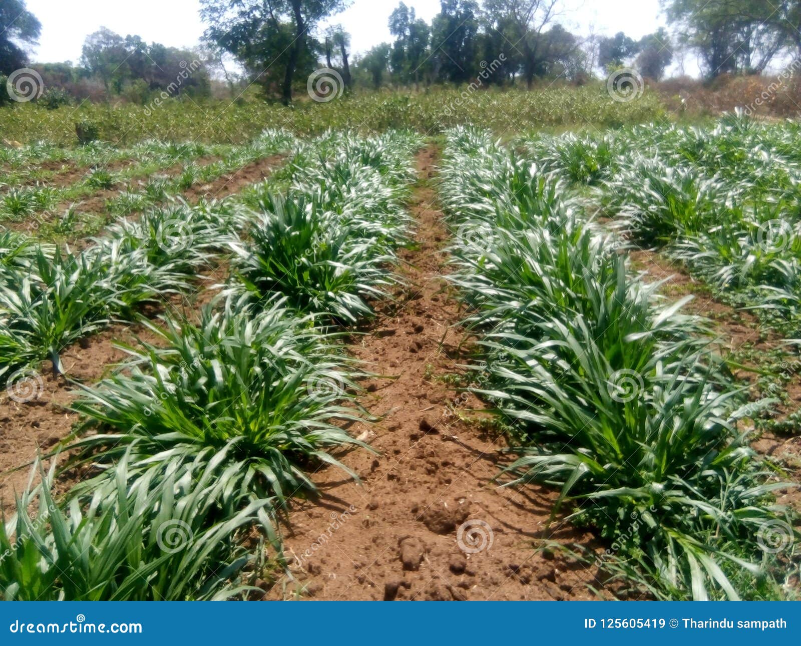 CO4 GRASS stock image. Image of cultivating, tropical - 125605419