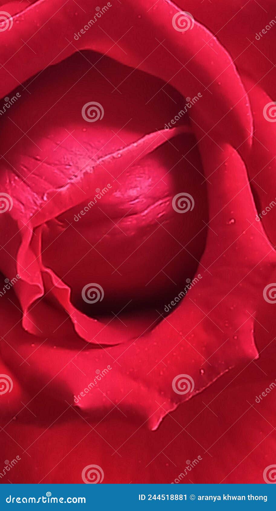 Coaching Images, Textures and Patterns Beautiful Red Rose Petals Blur ...