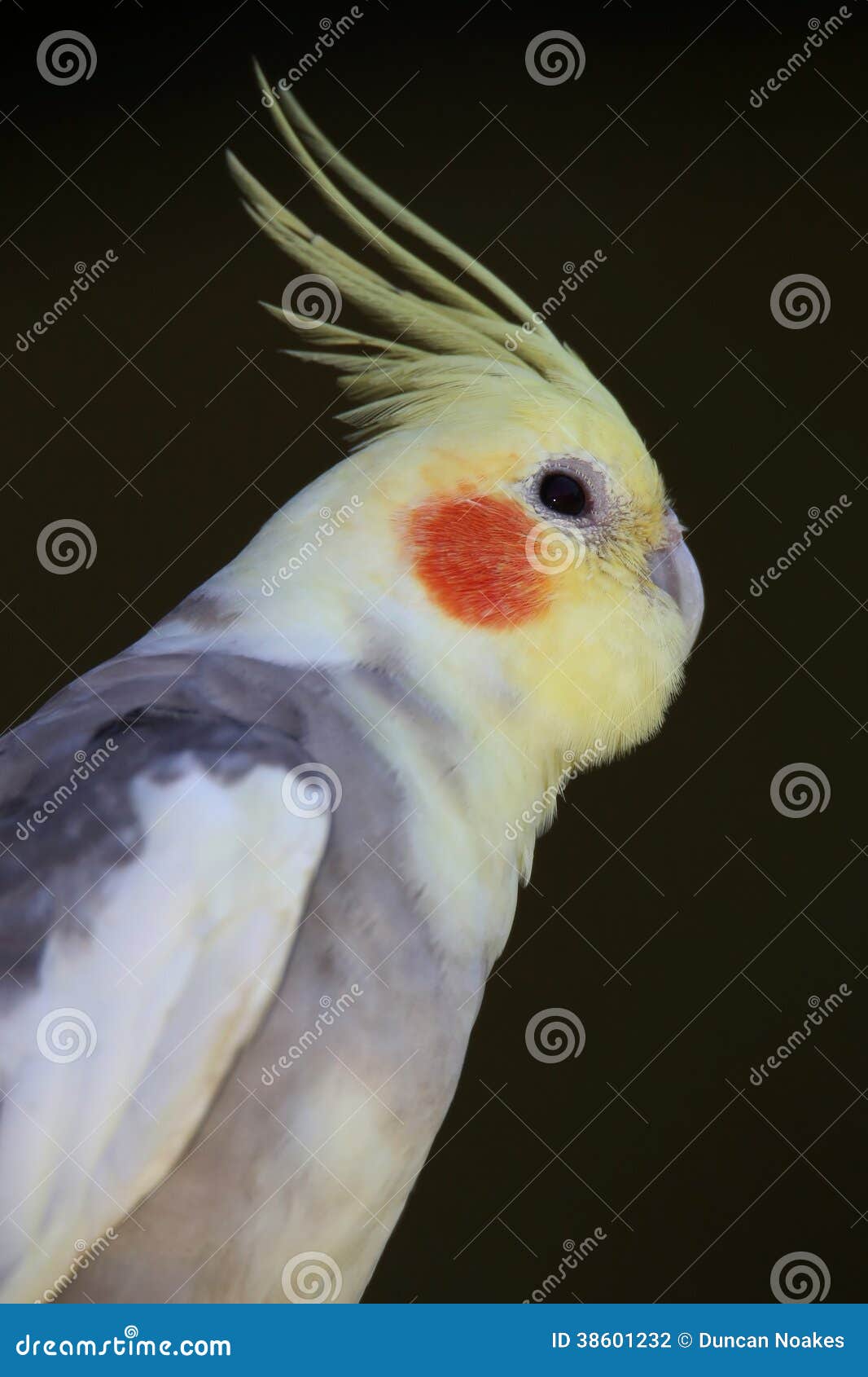 Coackatiel Bird stock photo. Image of nature, small, cockatiel - 38601232
