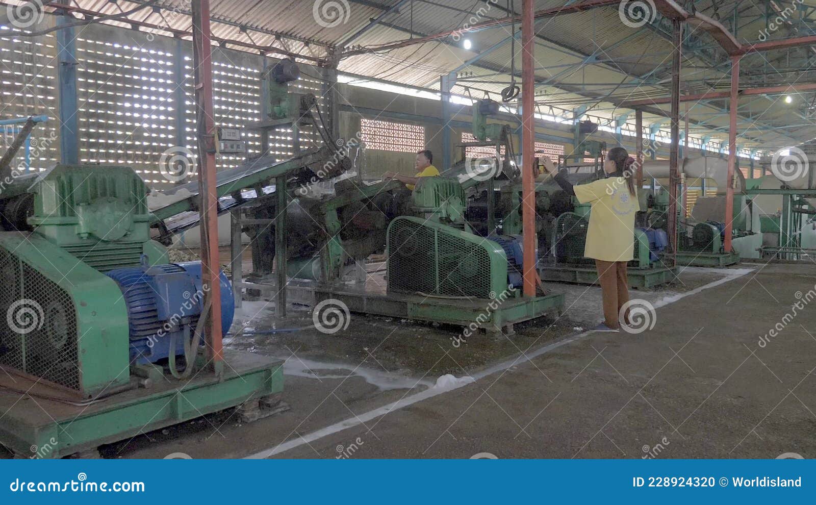 The Coagulum is Processed in a Series of Machine that Crush and Press ...